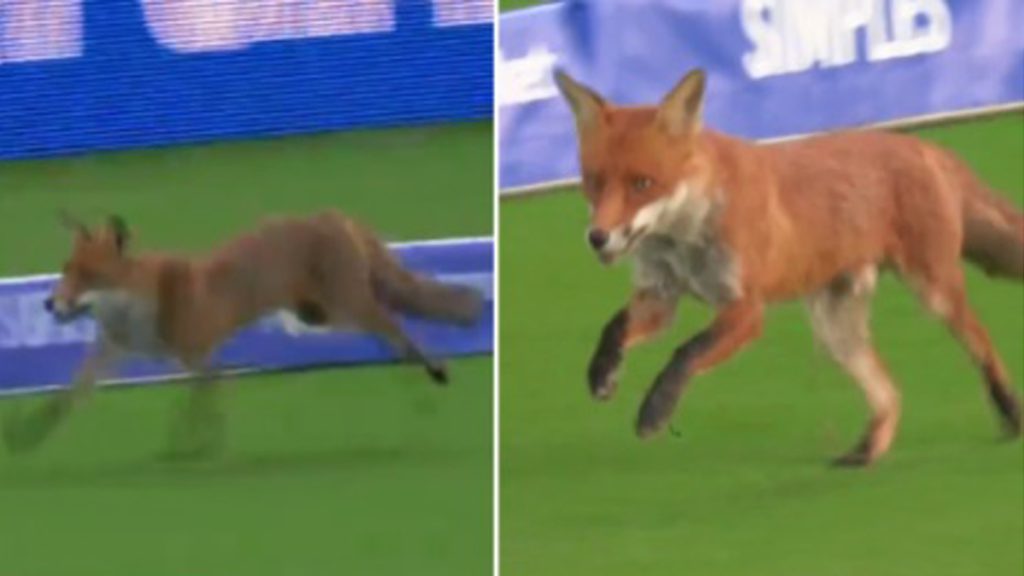 Here is the situation caused by a fox breaking into the first match of ...